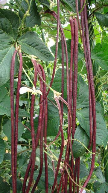 West Coast Seeds (Tricolour Bean Blend) | Urban Grow Garden Supply