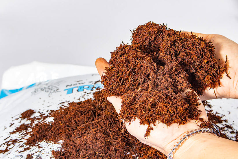 FernWood New Zealand Tree Fern (Soft Tropical Substrate) | Urban Grow ...